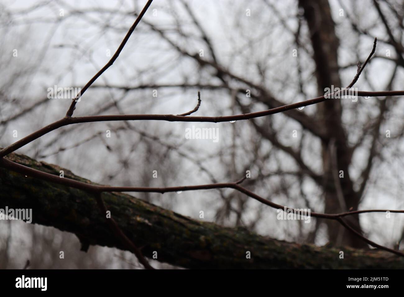 A branches of dry trees with raindrops Stock Photo - Alamy