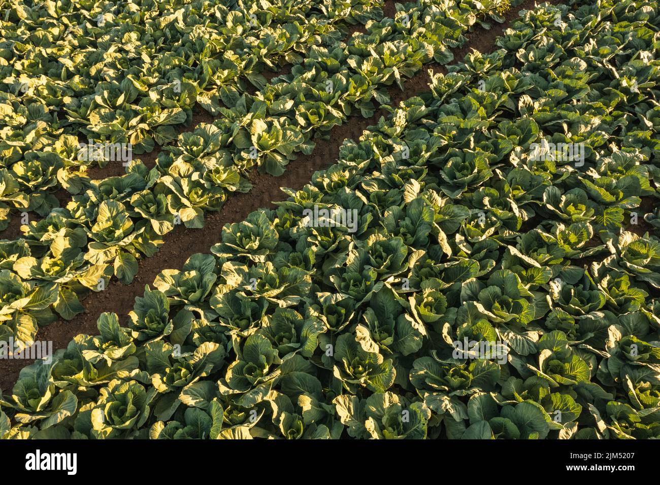 Fresh cabbage from farm field. Aerial view of green cabbages plants ...