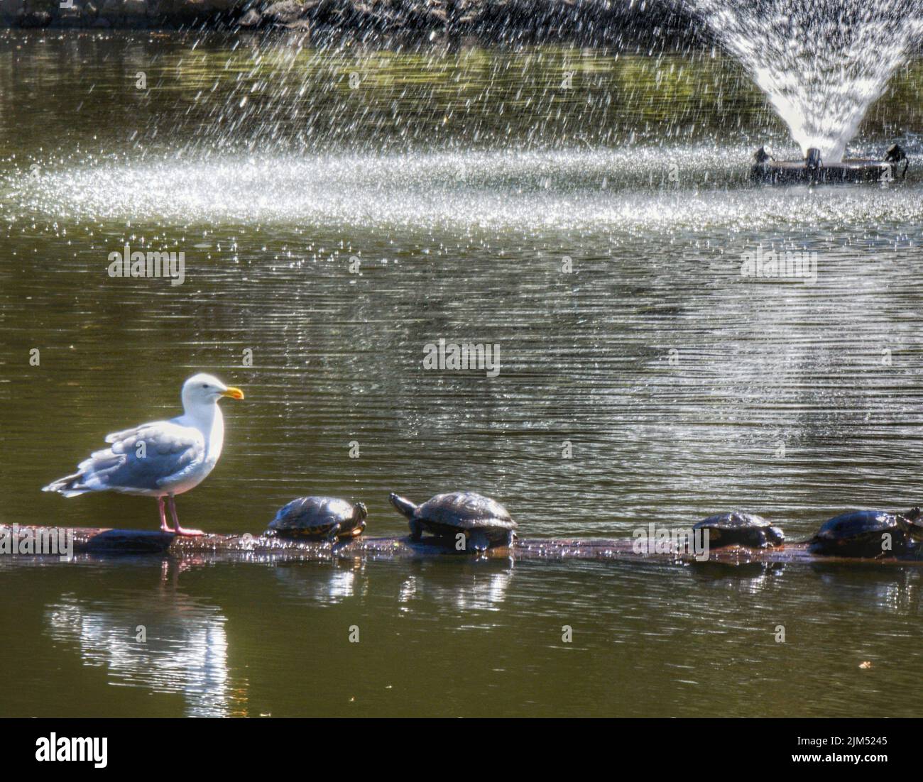 Expanding tree hi-res stock photography and images - Alamy