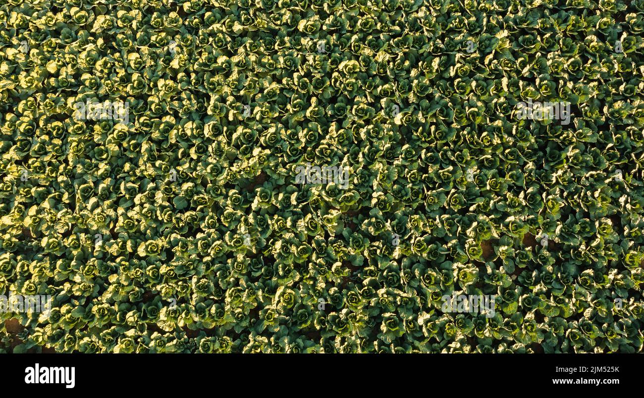Fresh cabbage from farm field. Aerial view of green cabbages plants ...