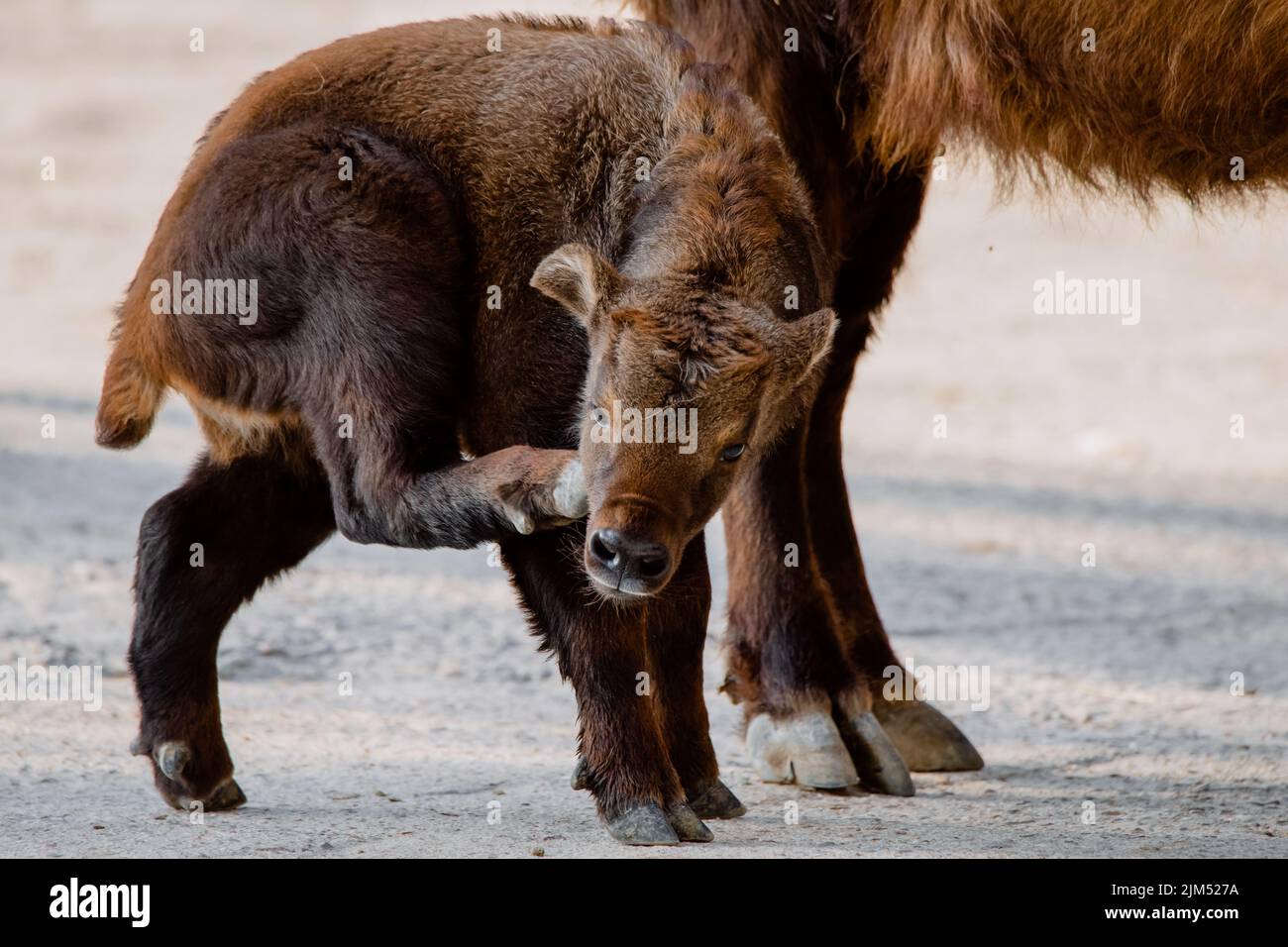 Full length portrait of a young mishmi takin scratching his face with ...