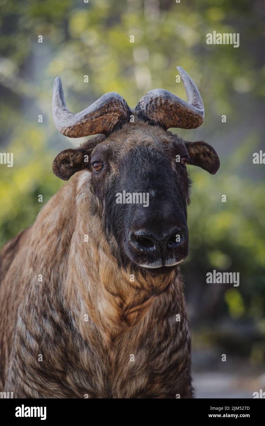 Baby face maker hi-res stock photography and images - Alamy