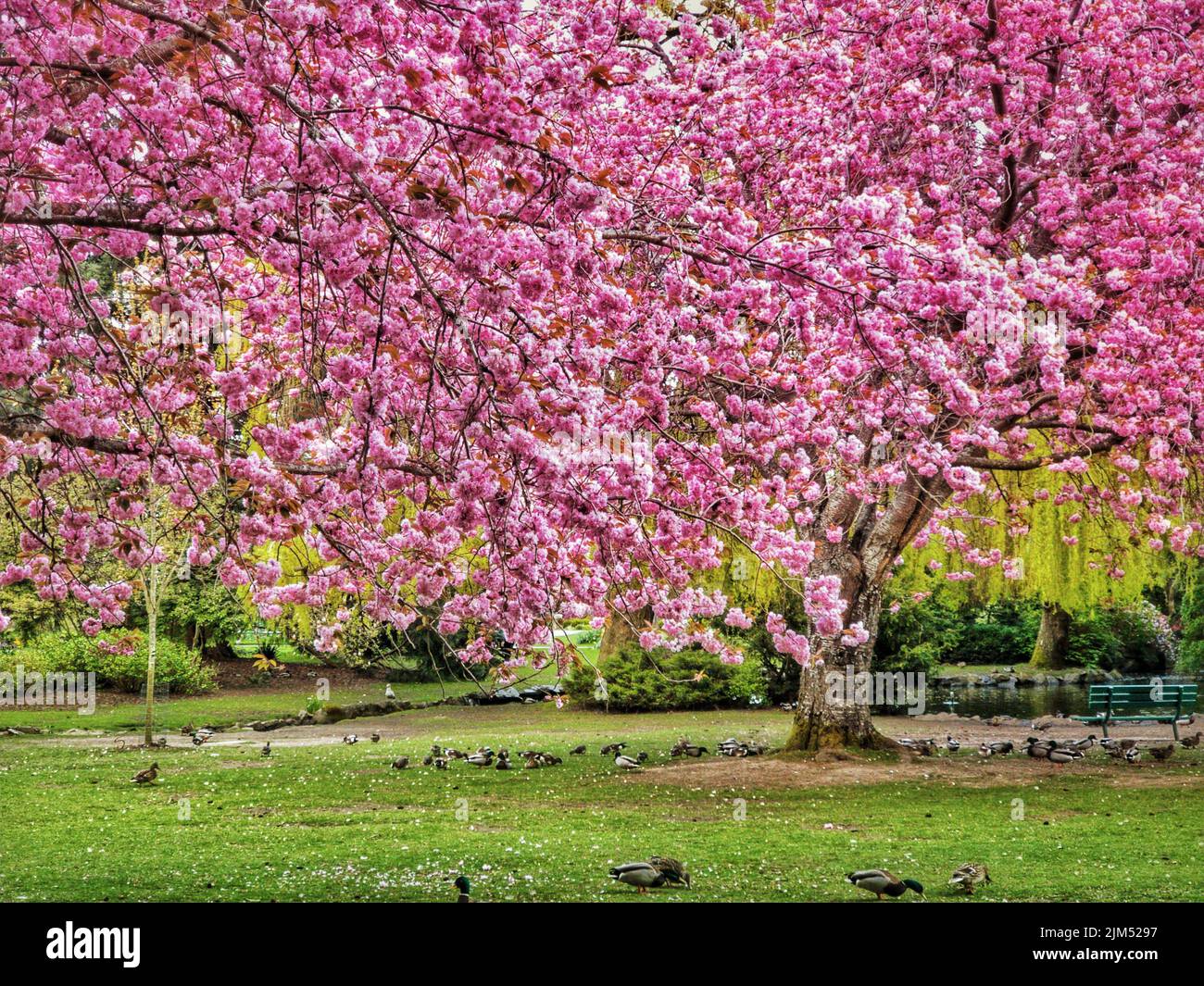A small flock of birds standing on the grass under a big cherry blossom ...