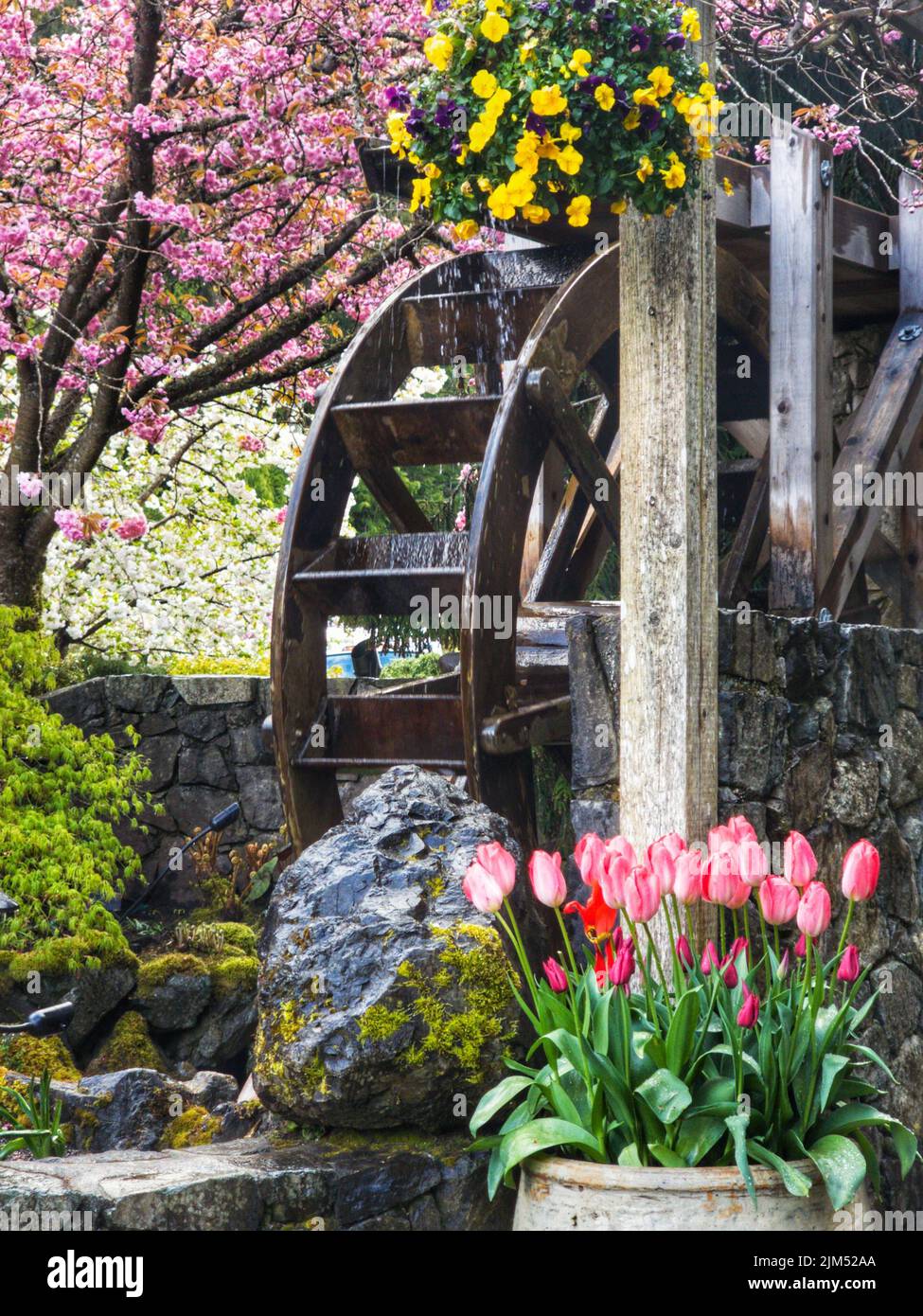 A beautiful view of the water wheel and blossoming trees on a sunny day ...