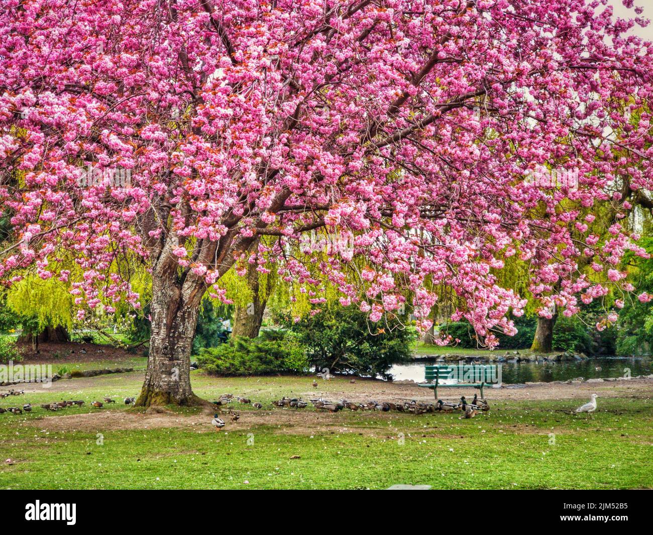 A small flock of birds standing on the grass under a big cherry blossom ...