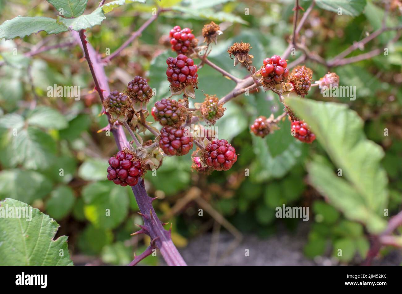 Food found in nature hi-res stock photography and images - Alamy