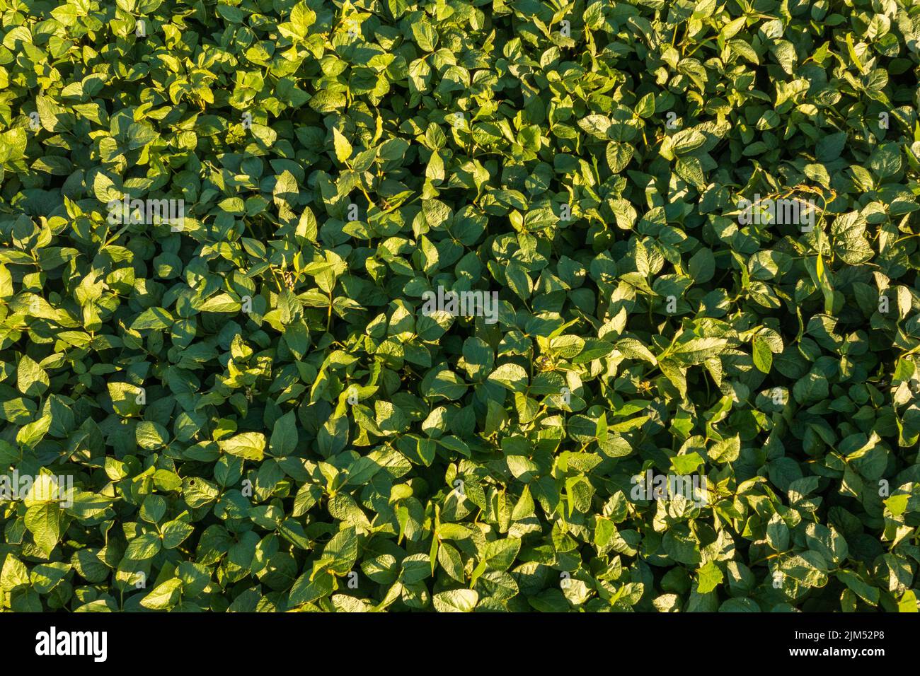 Aerial view of Soybean field. Agriculture background Stock Photo - Alamy