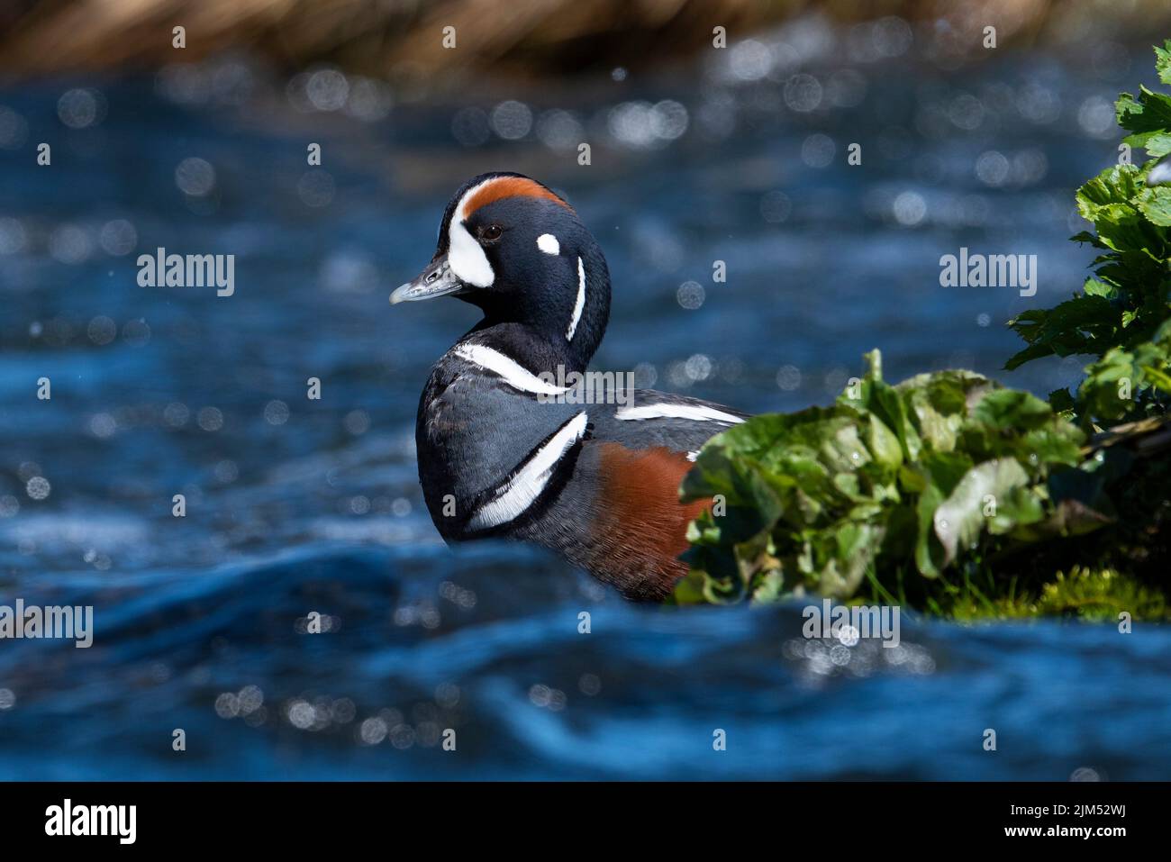 Drake Harlequin duck (Histrionicus histrionicus) on the River Laxa in ...