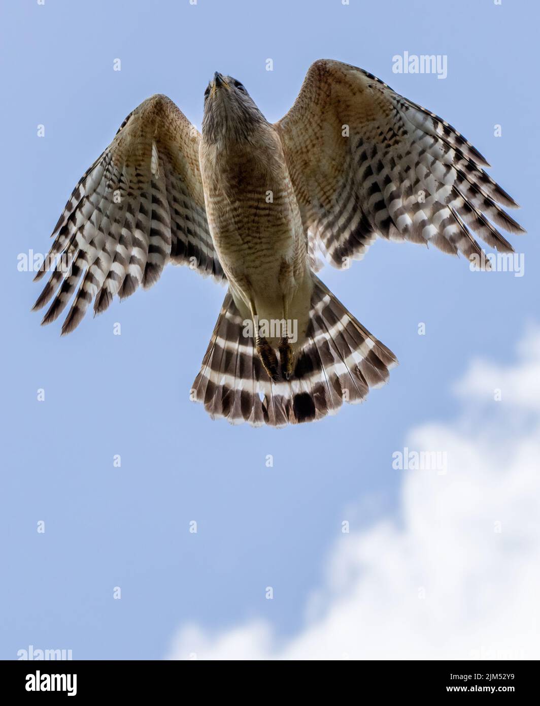 A low angle shot of a red-shouldered hawk flying in the blue cloudy sky ...