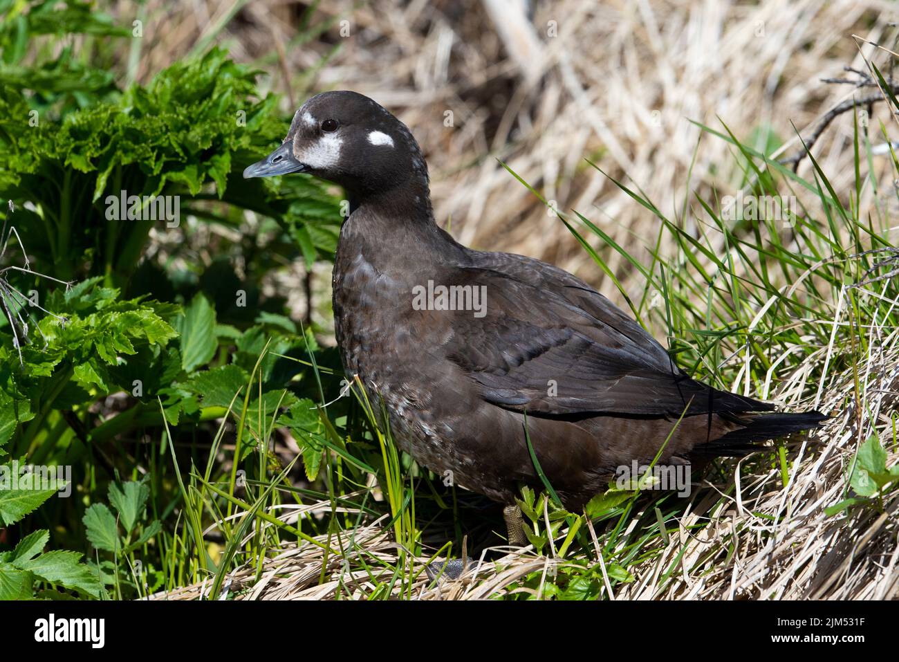 Female Harlequin duck (Histrionicus histrionicus) on the river Laxa in ...