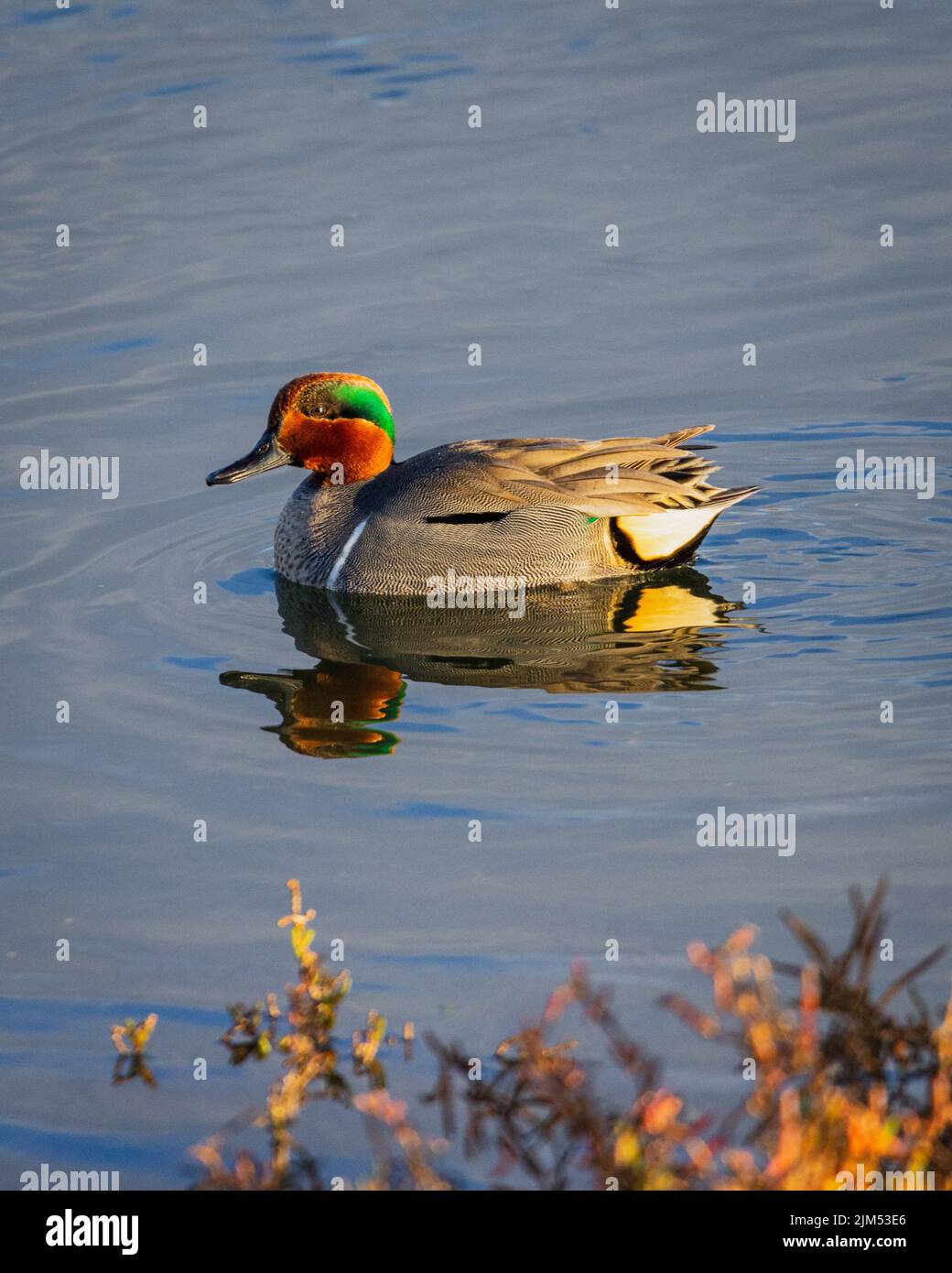 Green winged teal in flight hi-res stock photography and images - Alamy