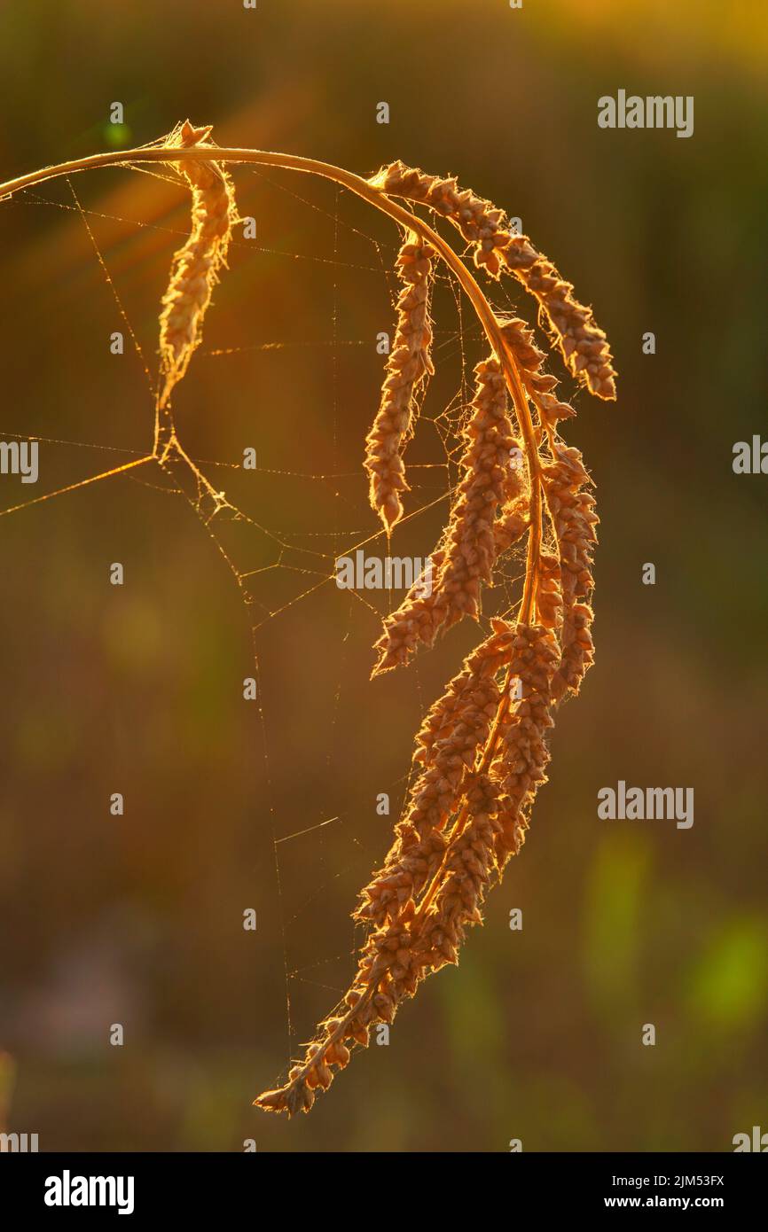 Vertical shallow focus shot of foxtail millet plant with a spiderweb ...