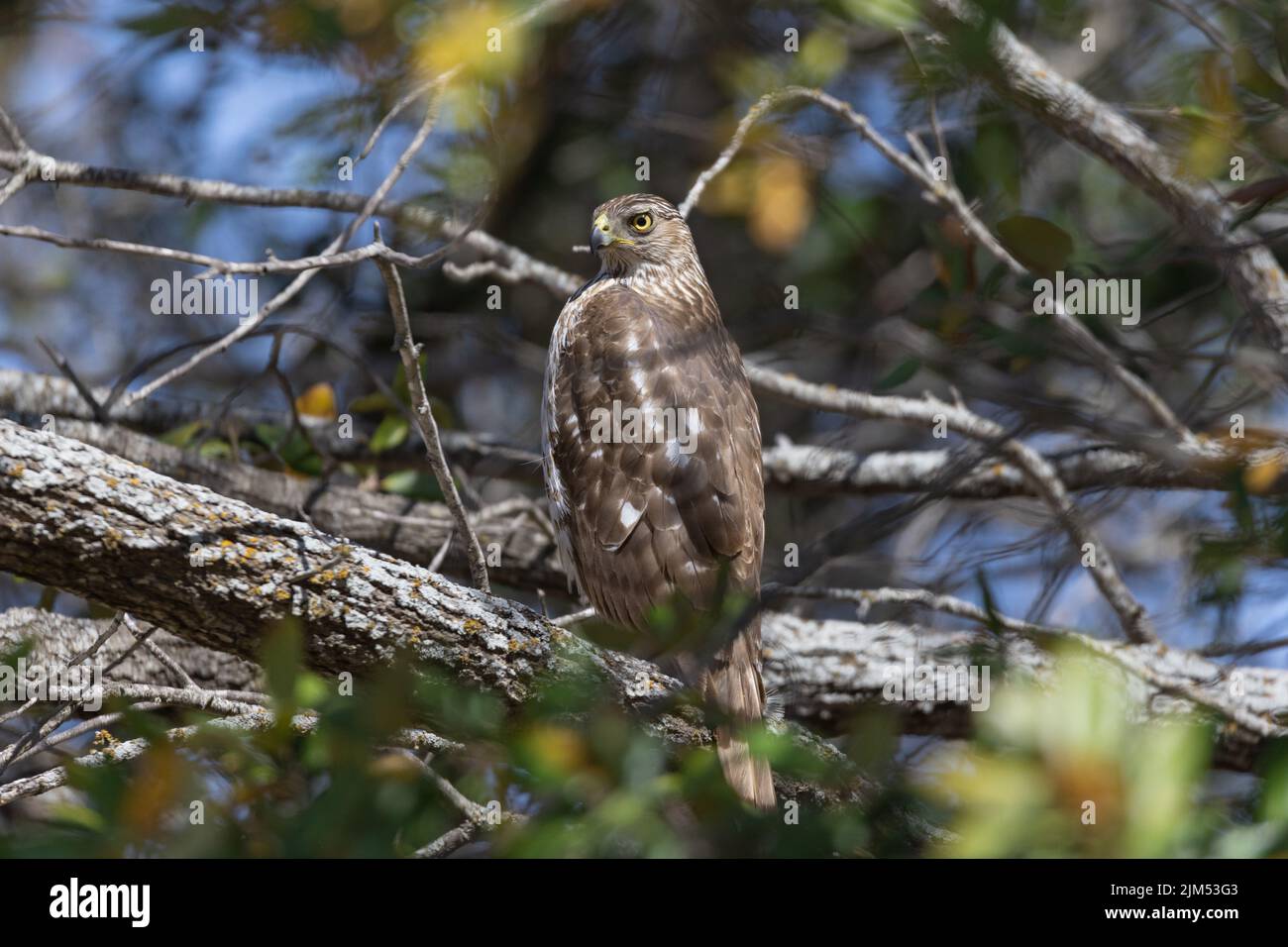 A Cooper's hawk (Accipiter cooperii) also known as big blue darter or ...