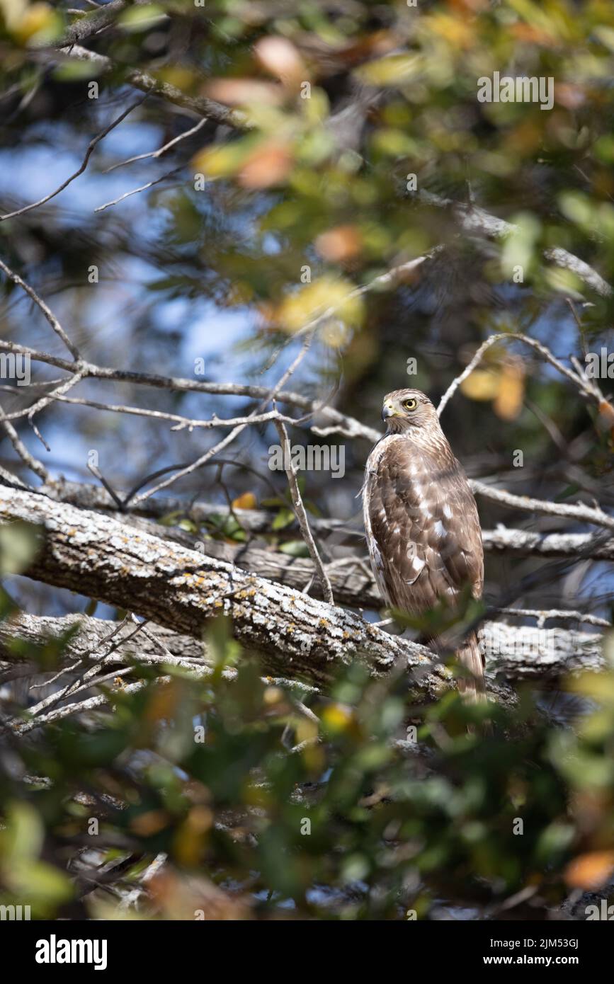 A vertical shot of a Cooper's hawk (Accipiter cooperii) also known as ...