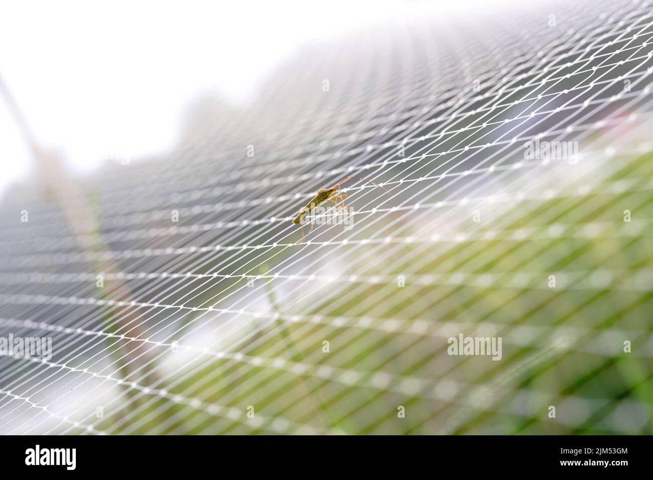 Closeup of a mosquito standing on a window sieve Stock Photo - Alamy