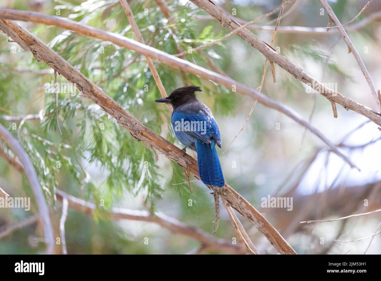 A steller's jay (Cyanocitta stelleri) also known as long-crested jay or mountain jay on a branch ...