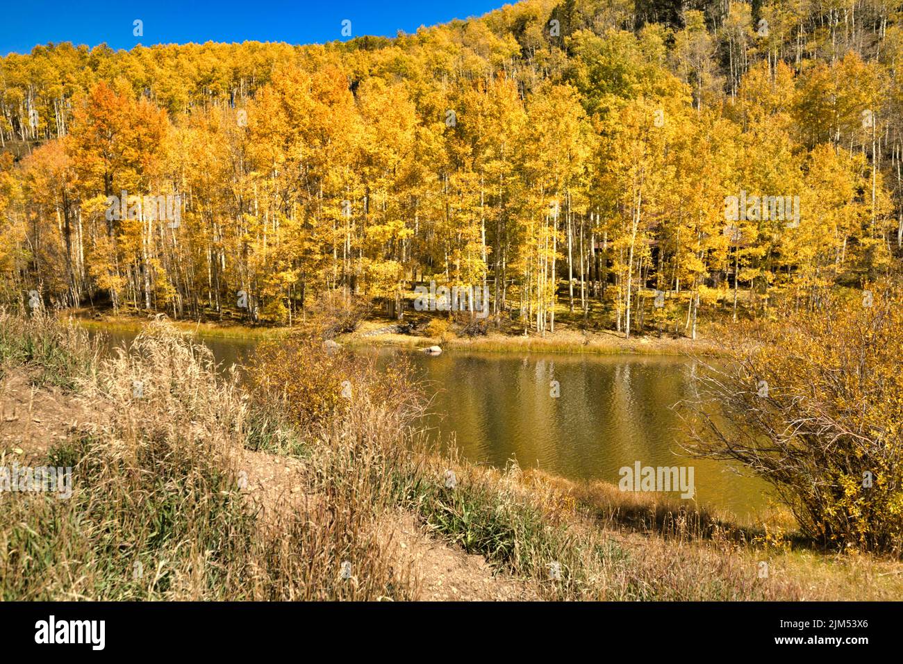 Aspen leaves changing color hi-res stock photography and images - Alamy