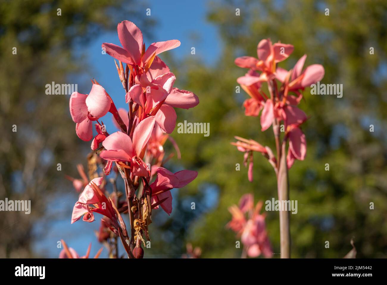 A shallow focus of a pink Canna 'Pringle Bay' flower Stock Photo - Alamy
