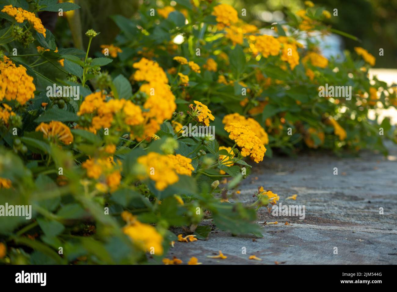 A Shallow focus of a yellow West Indian Lantana flower in a garden ...