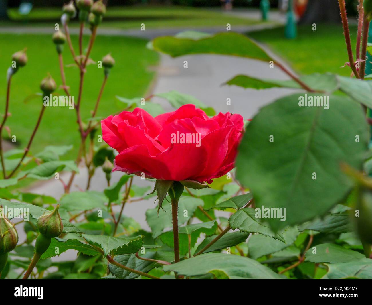Prague red roses hi-res stock photography and images - Alamy