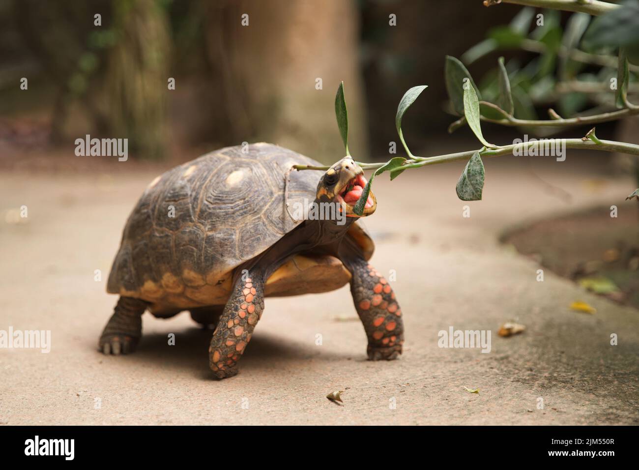 The land tortoise eats leaves. Amphibian with panser, Coal turtle Stock ...