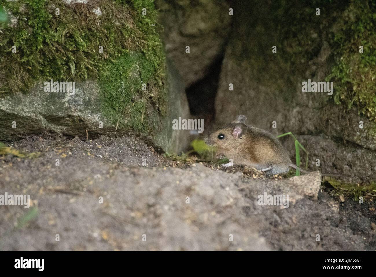 Rat hole rock hi-res stock photography and images - Alamy