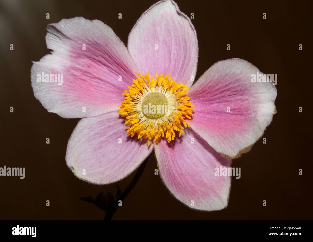 Pink flower blossom close up botanical background anemone tomentosa ...