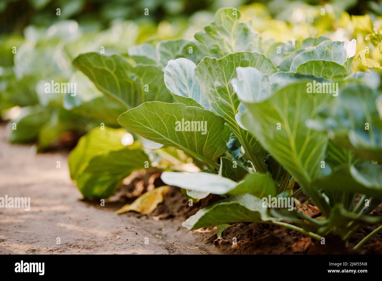 Rows of fresh cabbage plants in the garden Stock Photo - Alamy