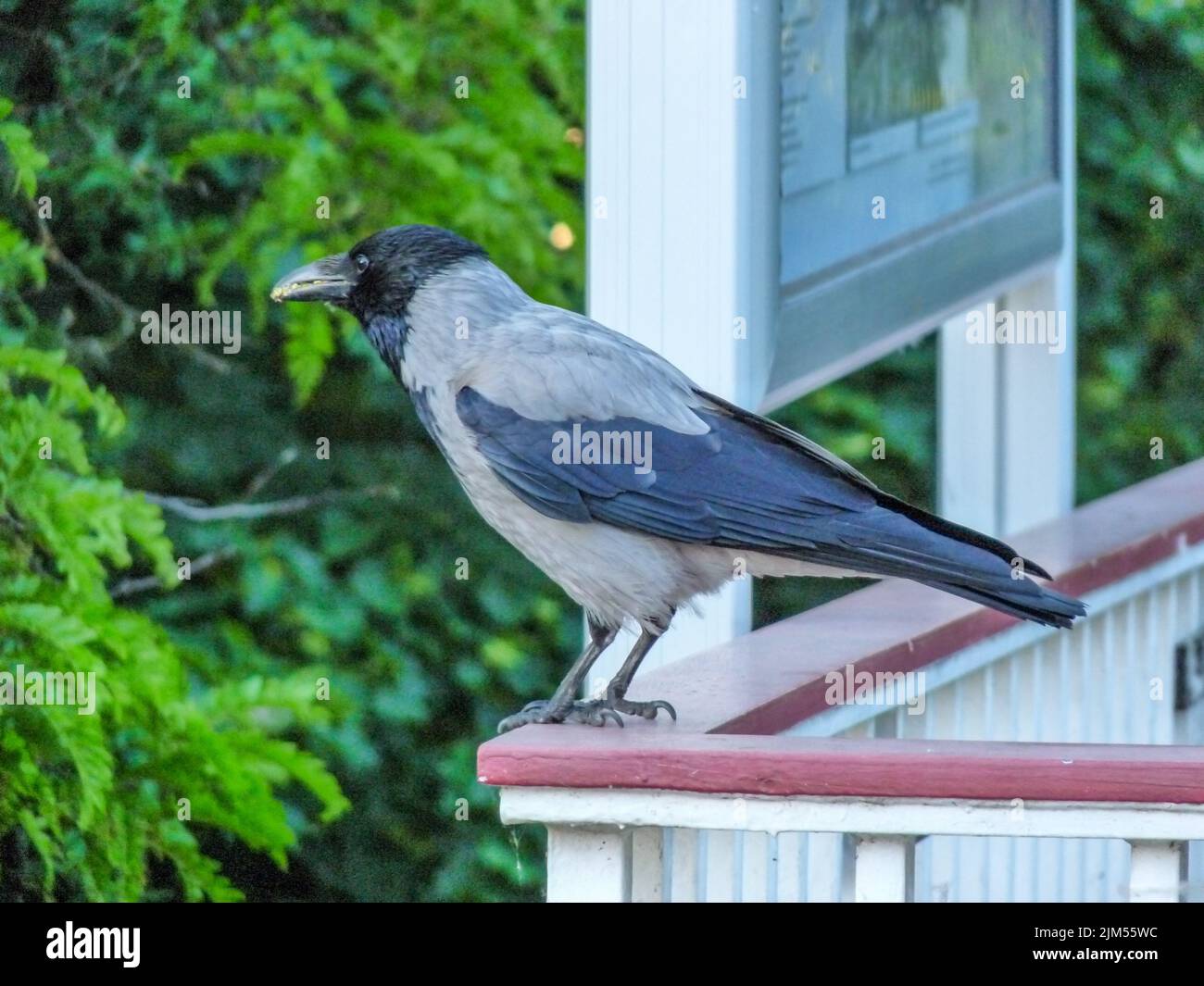A closeup shot of a crow perched on a balcony in Berlin, Germany Stock ...
