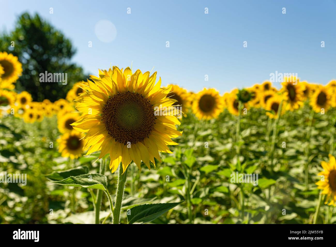 Sunflower field agriculture hi-res stock photography and images - Alamy