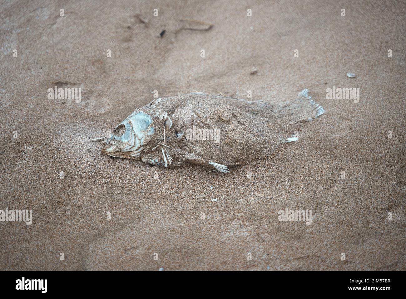 dead decomposed fish on coast , mediterranean sea.climate change Stock ...