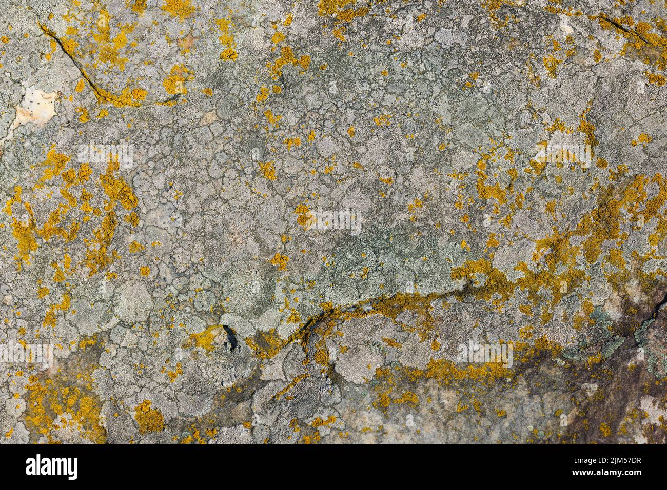 lichen presumably on quartzite sandstone surface under direct sunlight ...