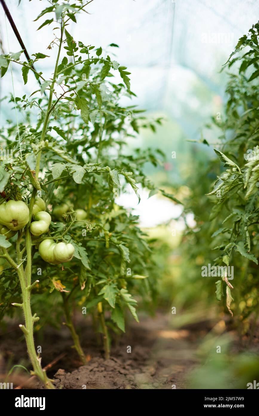 Tomato bushes seedlings flowering hi-res stock photography and images ...