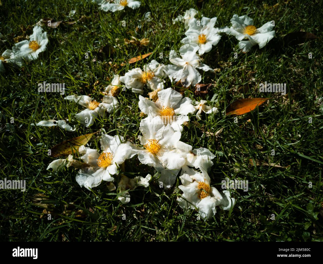 Polyspora axillaris hi-res stock photography and images - Alamy