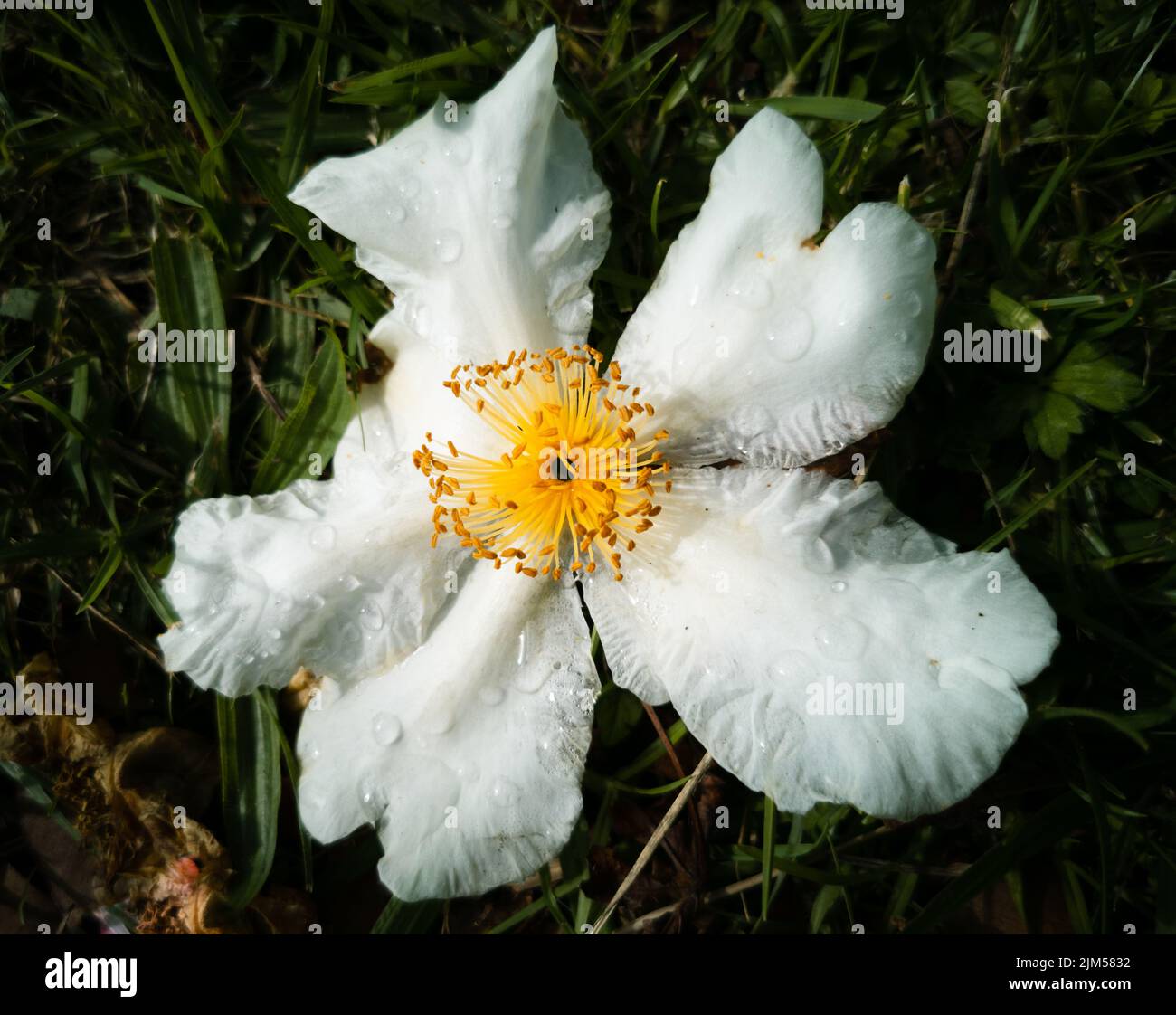 View of Polyspora axillaris Fried egg plant white flowers in the garden ...