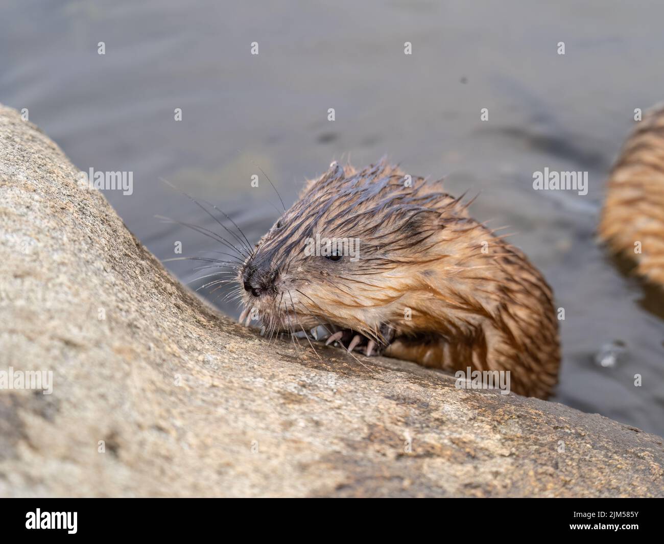 Muskrat Face