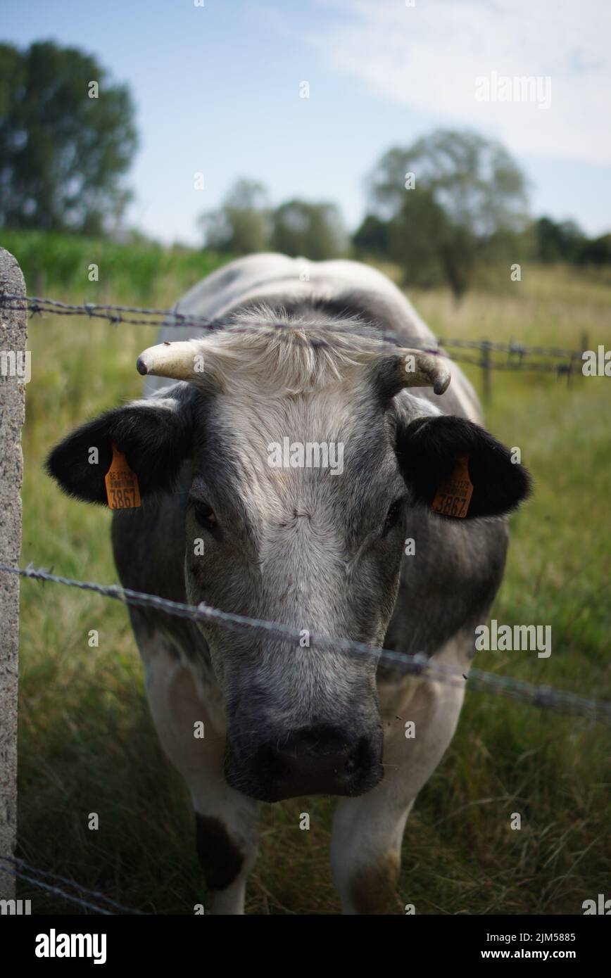 Gascon beef cow hi-res stock photography and images - Alamy
