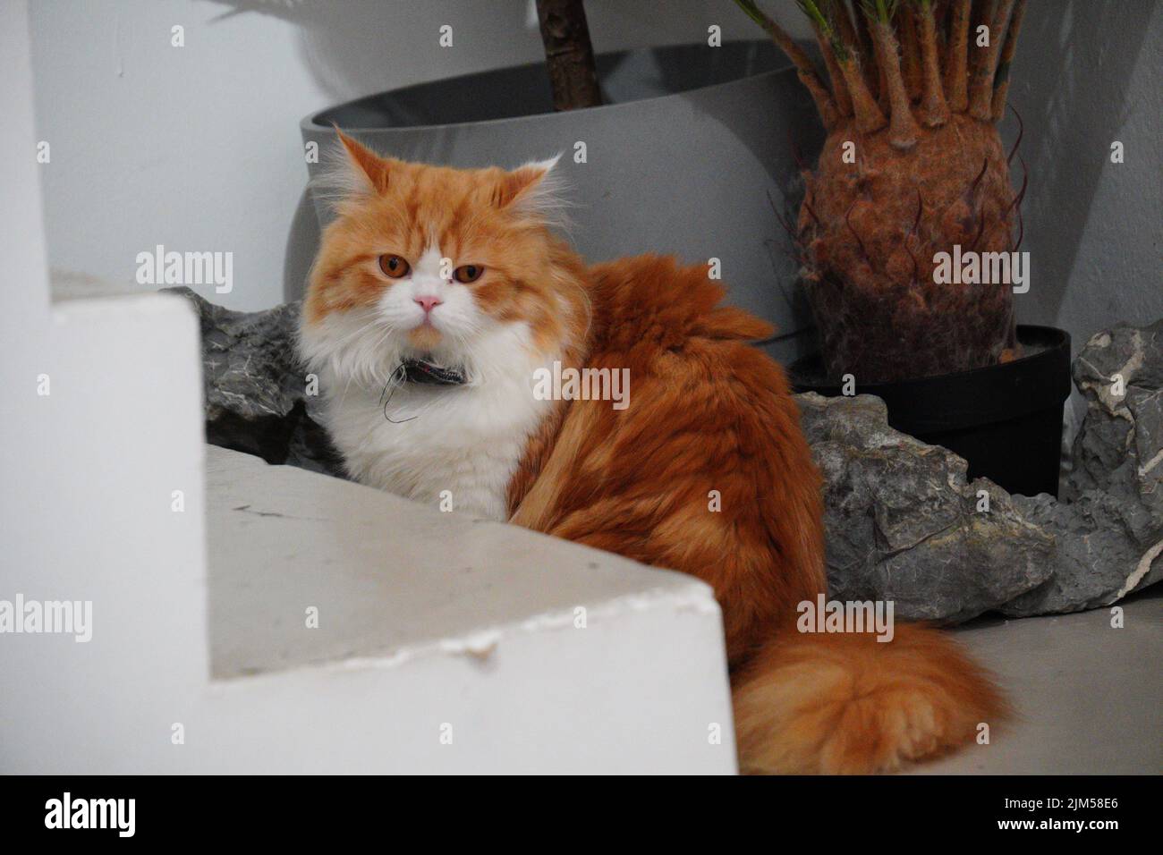 Manx breed hi-res stock photography and images - Alamy