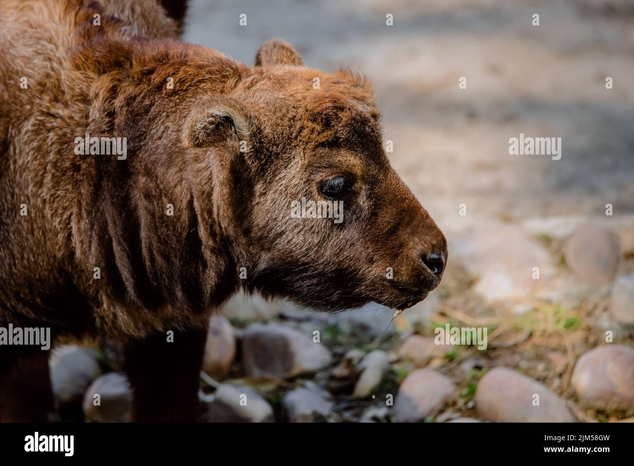 Face portrait of a young mishmi takin without horns Stock Photo - Alamy