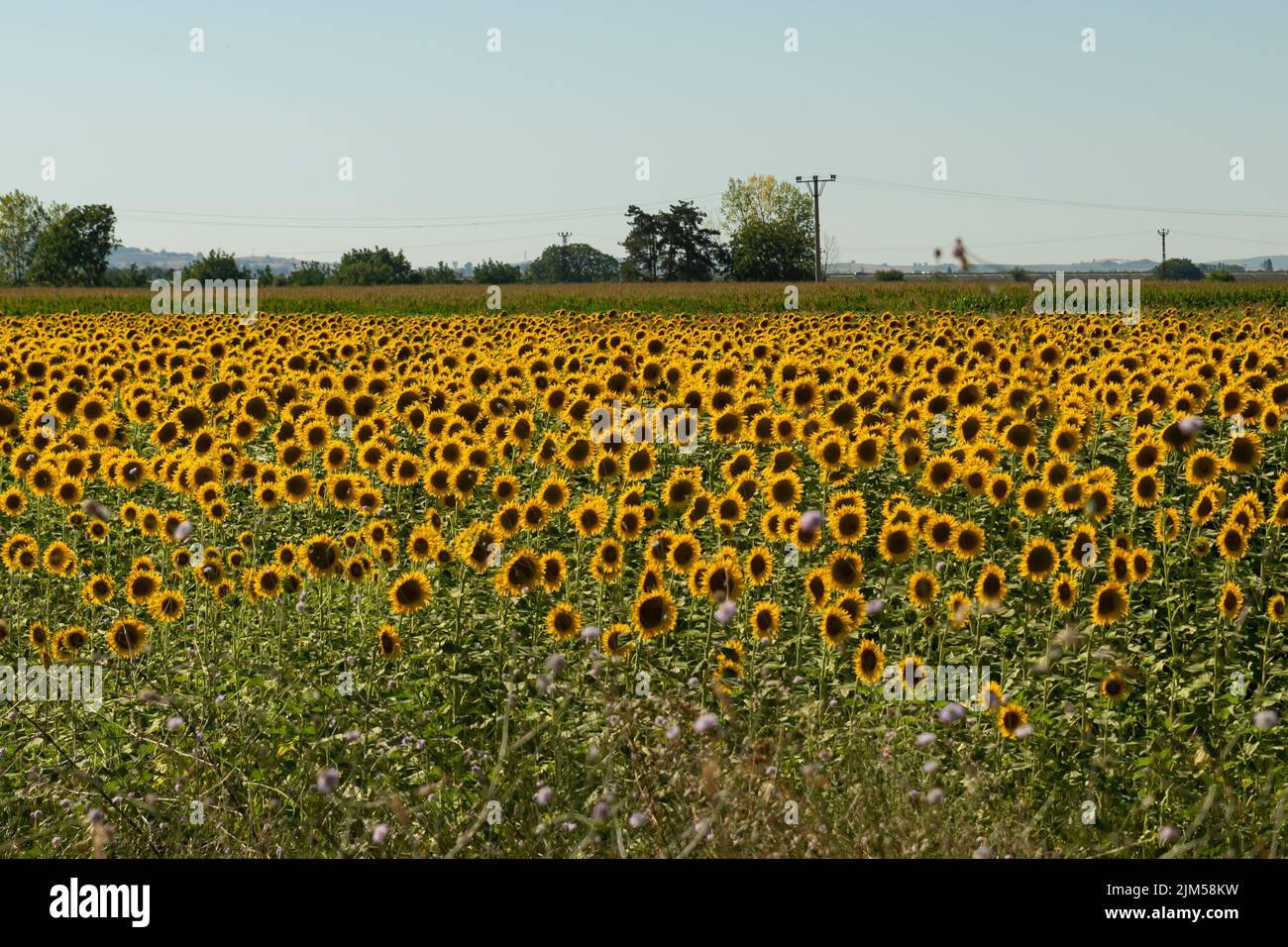 Sun shining sunflower hi-res stock photography and images - Alamy