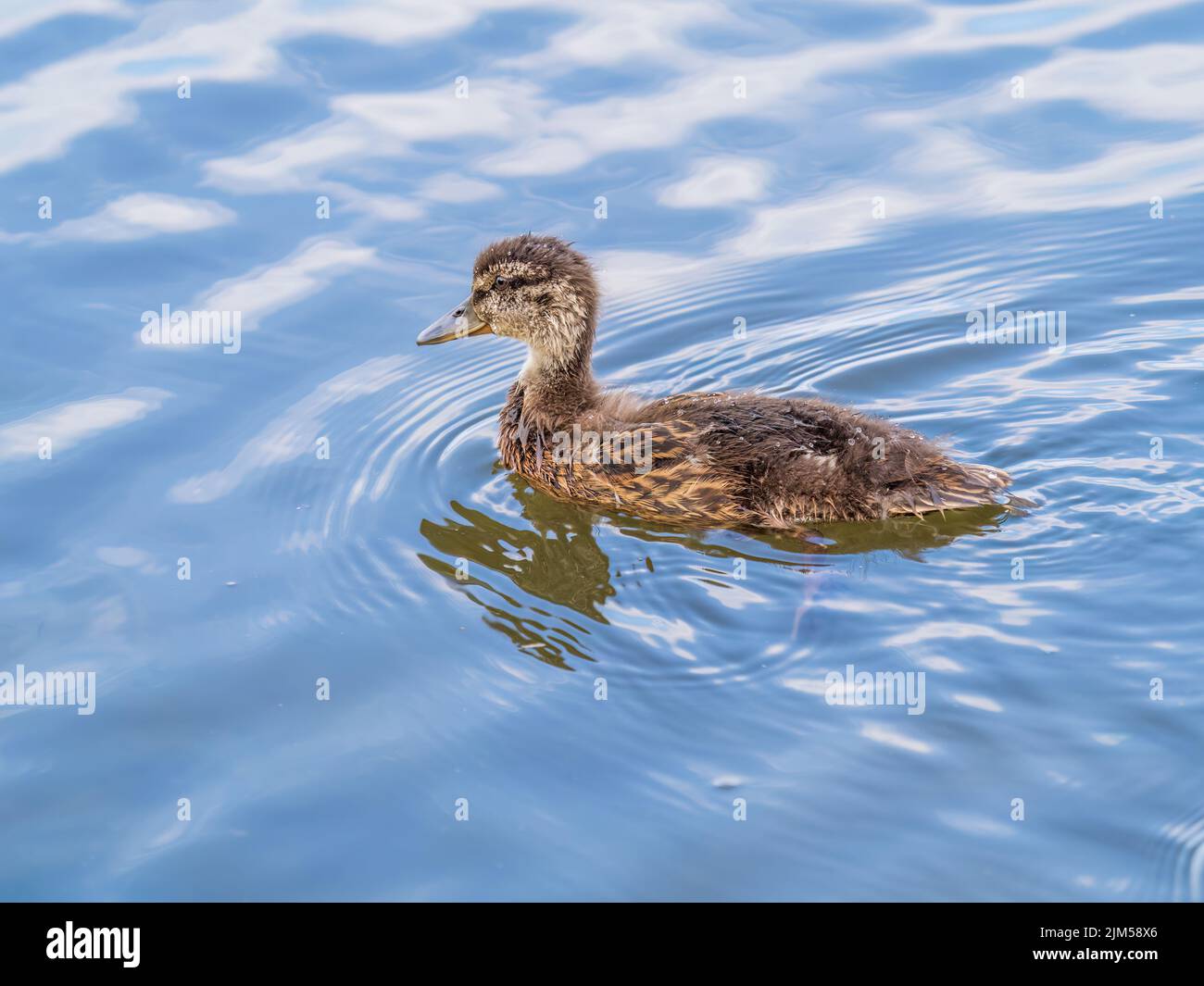 Cute little duckling swimming alone in a lake or river with calm water. Agriculture, Farming ...