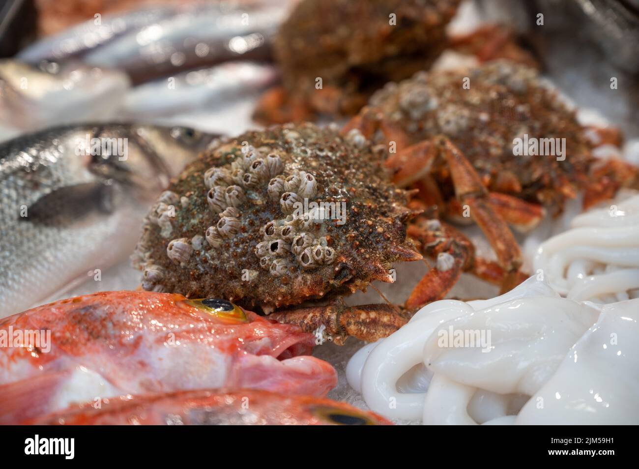 Assortment of fresh daily catch of fishes, seashells, molluscs on fish ...