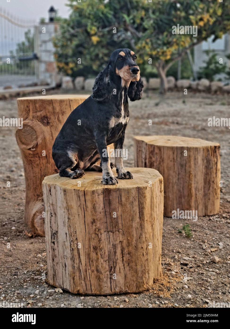 A black English Cocker Spaniel sitting on a tree stump Stock Photo - Alamy