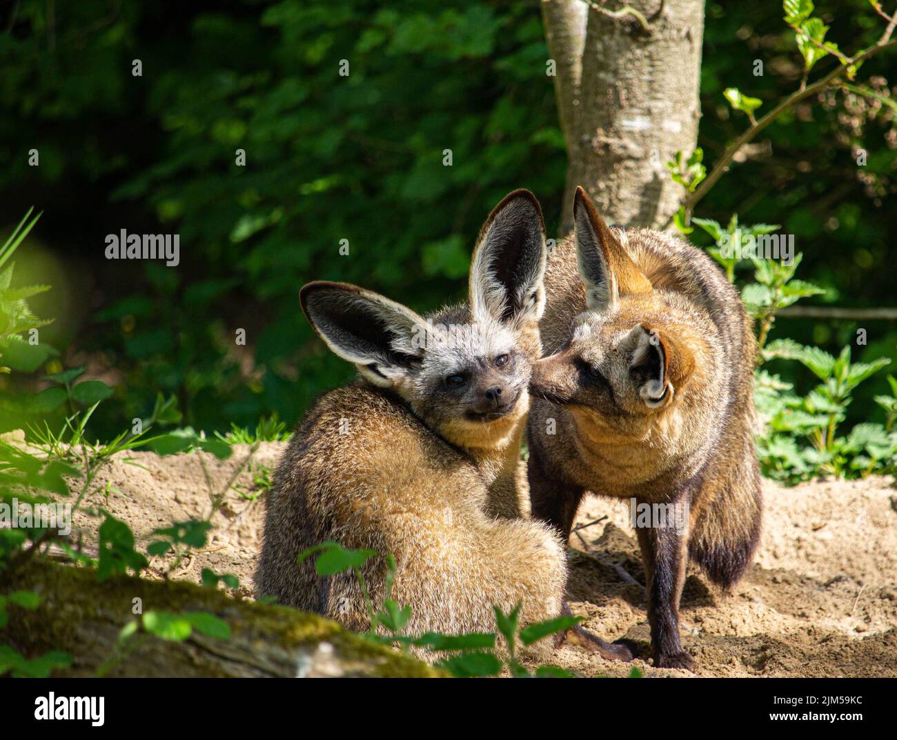 A Shallow focus shot of two bat-eared foxes basking in the forest with ...