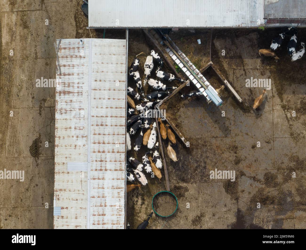 On a sunny day, an overhead aerial view above a large group of dairy ...