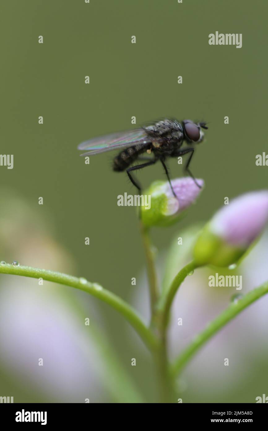 A vertical shot of a fruit fly on a wet purple flower bud Stock Photo ...