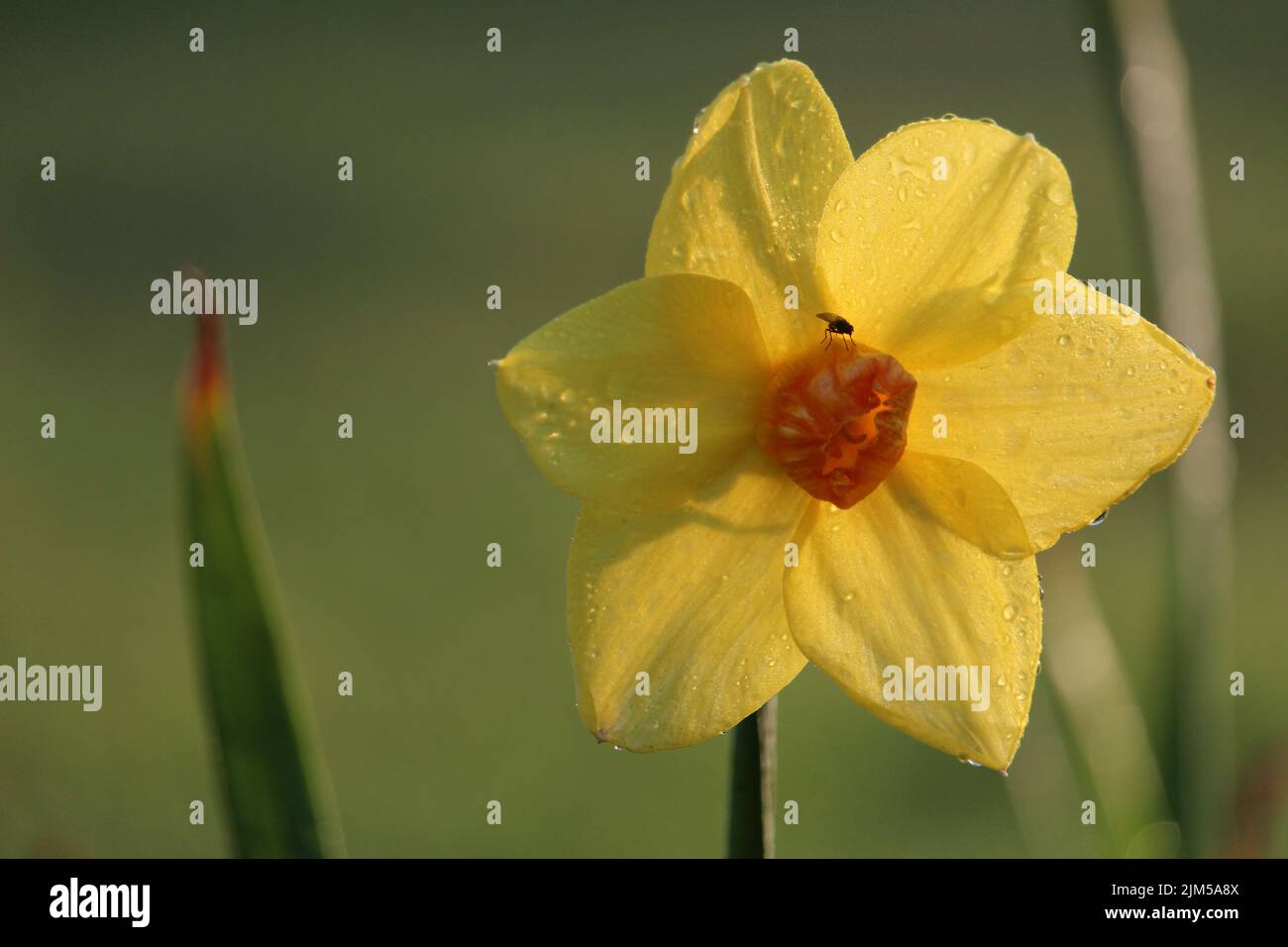 A small fruit fly on a wet yellow daffodil Stock Photo - Alamy