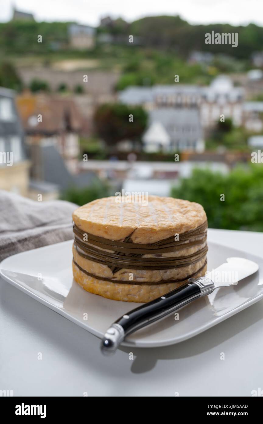 Tasting of yellow livarot cow cheese from Lisieux, Calvados region and ...