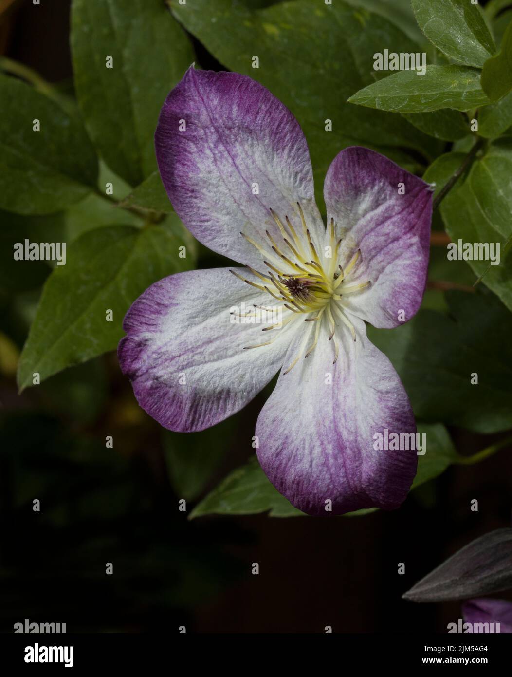 Perennial climber plant hi-res stock photography and images - Alamy