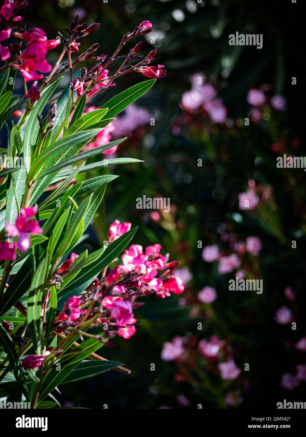 A vertical shot of Nerium oleander pink flowers on a blurred background ...